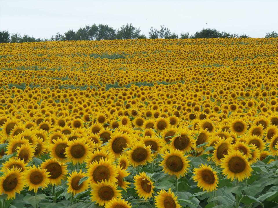 Sunflower State Stamps and More | eBay Stores