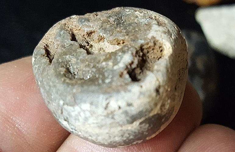 12 Fossils Horn coral- Crinoids- Agatized Coral- Bison Tooth-Vertebrea ...