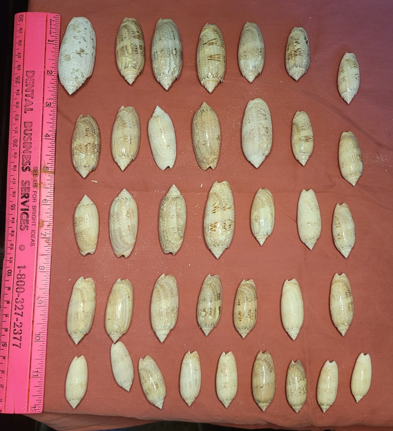Sea Shell OLIVE Shells Lot of 37 in various sizes from Gulf Coast ...