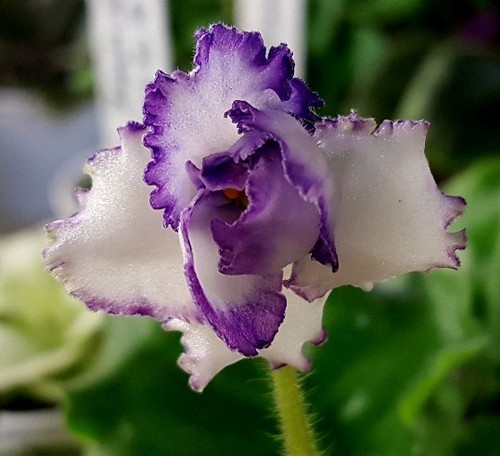 African Violet * Purple Crest | eBay