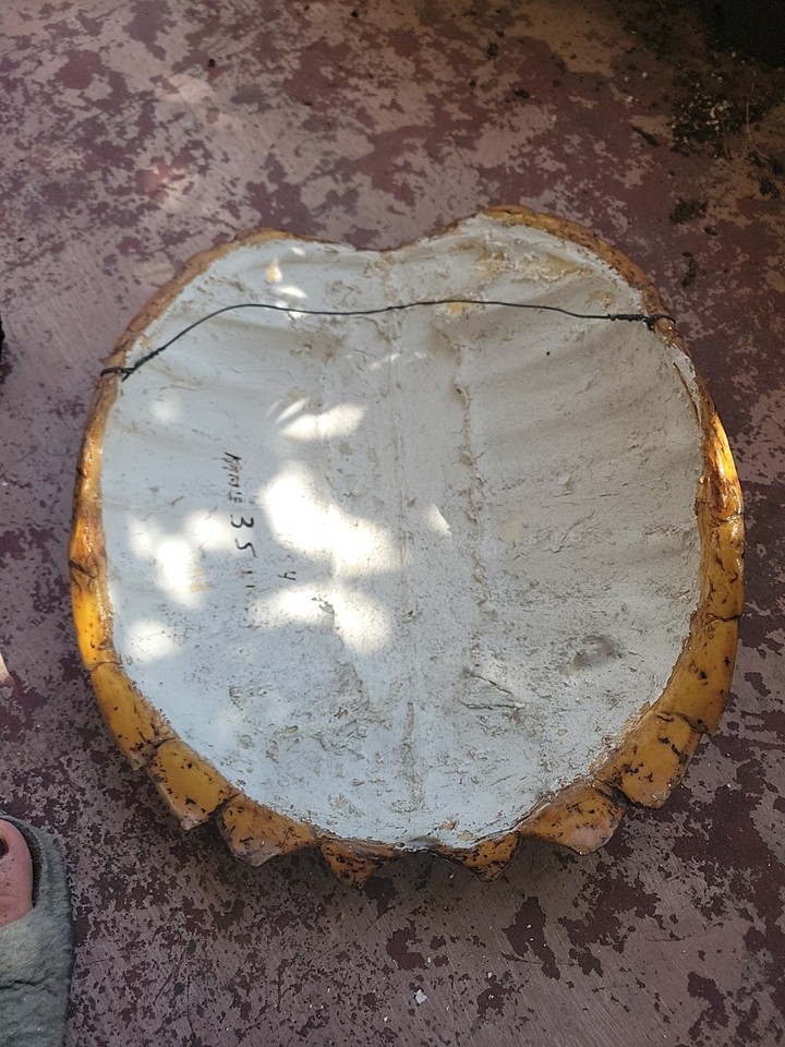 Large Snapping Turtle SHELL | eBay