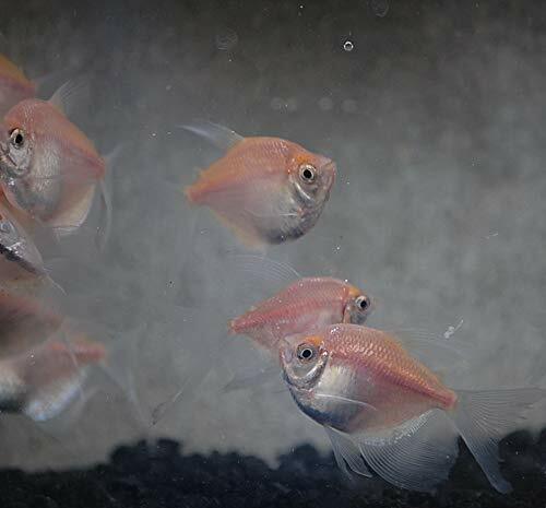 White Tetra Fish