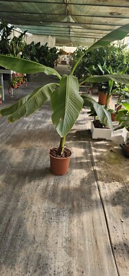 pianta di Banano resistente vaso 18 frutti gialli dolci 60 cm | eBay