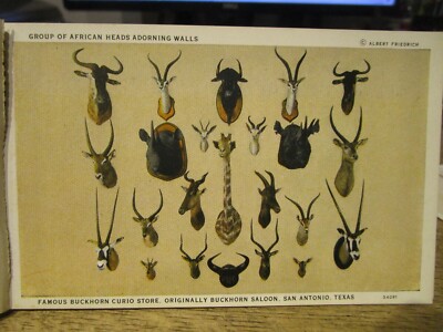 V2 TEXAS Old Postcard San Antonio Buckhorn Curio Store Saloon Animal ...