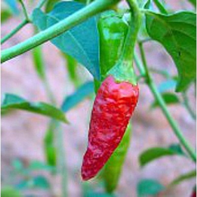 Chile Indio Hot Peppers Seeds (25 Seed Packet) (More Heirloom, Organic ...