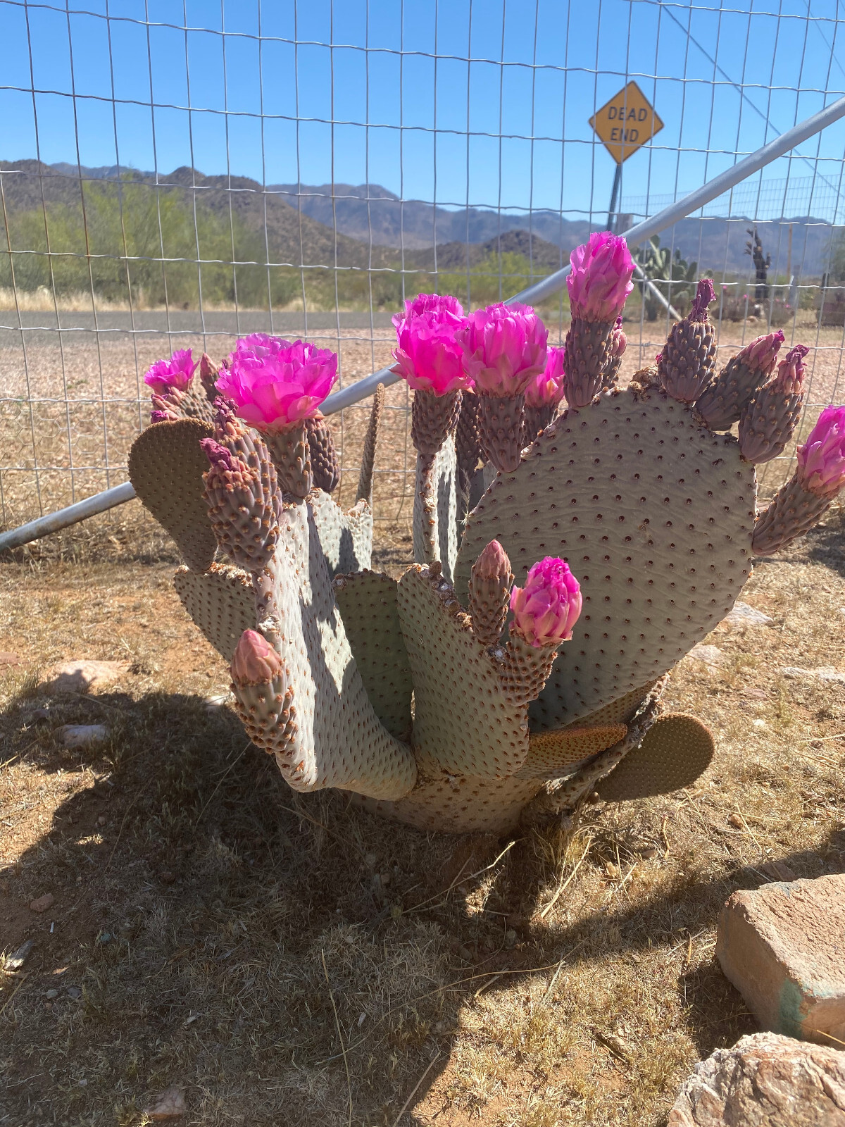 Beaver Tail Cactus 2 Fresh Cut Pads Cuttings Make Pink Blooms Opuntia ...