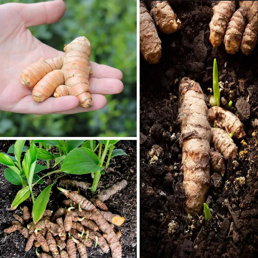 7 fresh turmeric root plant (curcuma Longa) Live rhizomes Ready for ...