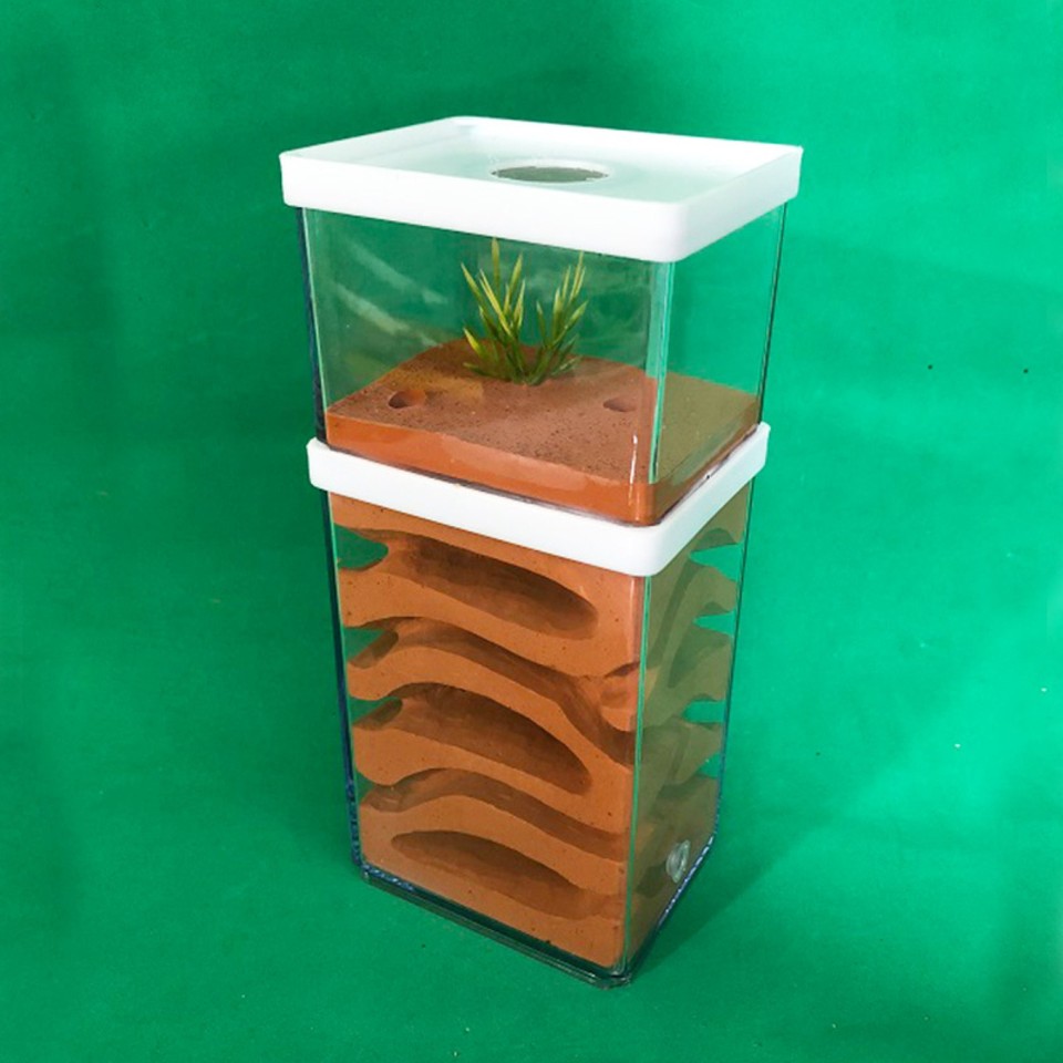 Large Ant Formicarium Plaster Made Great for Queen Ant Keeping and ...