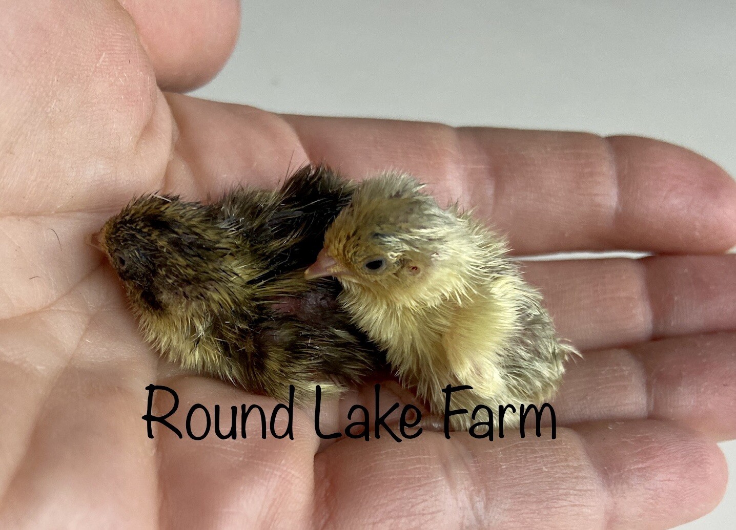 18 Button Quail Hatching Eggs | eBay