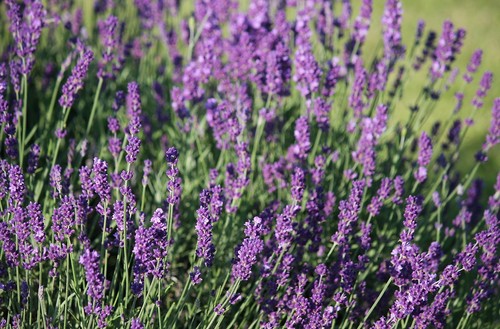 Essential oil of True Lavender - Lavandula angustifolia - 250 ml | eBay