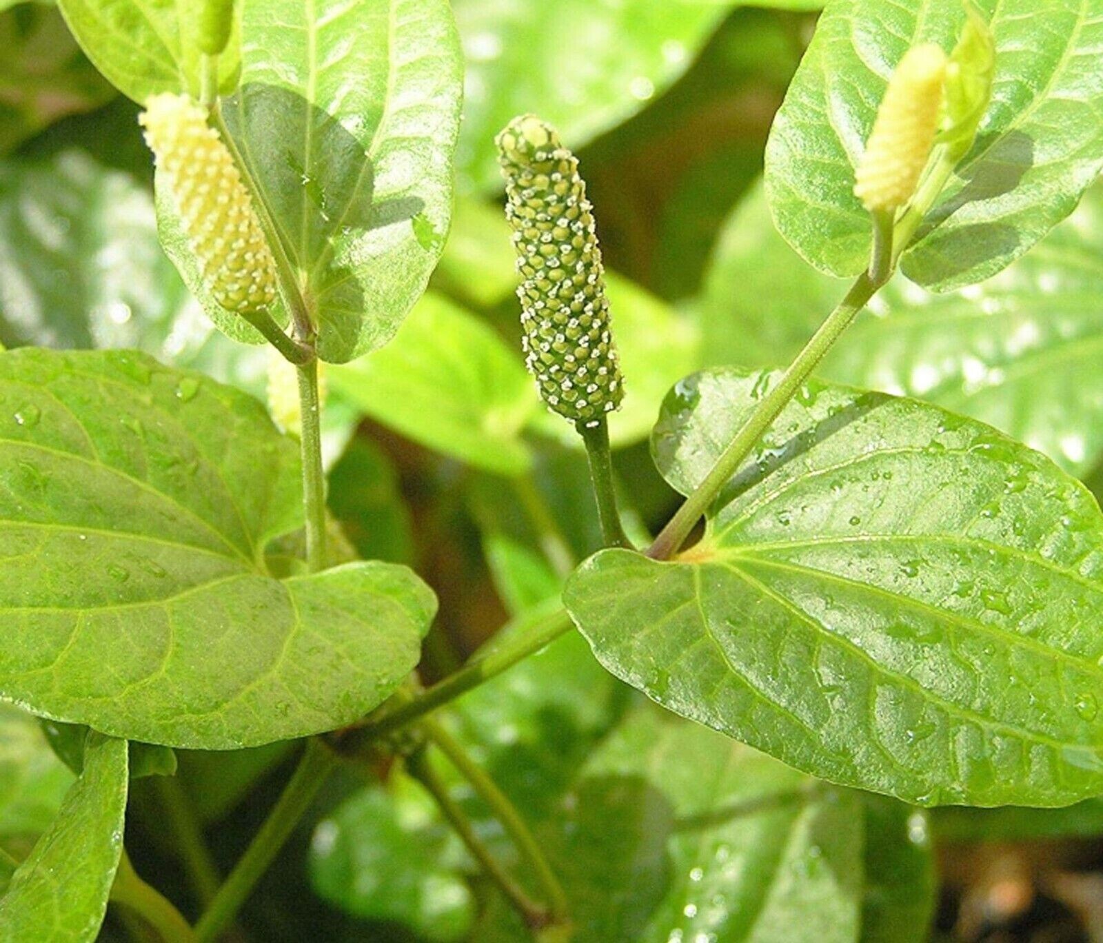 Long Pepper Natural Piper Longum Poivre Long Pippali Organic Ceylon ...