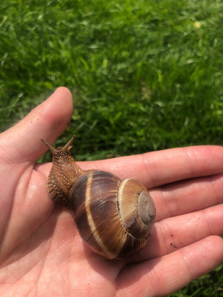 One Giant Helix Lucorum Land Snail, Exotic Gift, Terrarium Pet Snail ...