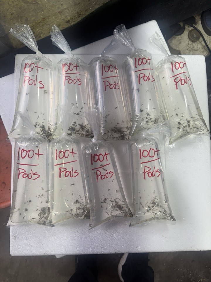 1 PORTION OVER 100+ PODS AMPHIPODS COPEPODS SALTWATER REEF SAFE LIVE ...