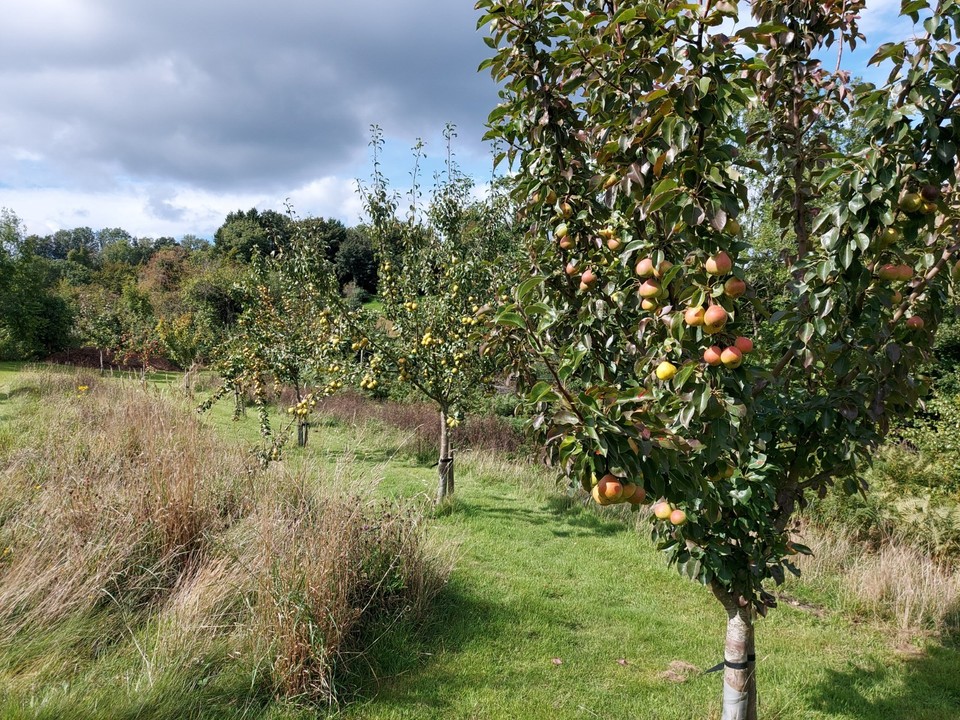 Top Fruit Scion wood Apple Pear graft 90 varieties cider perry dessert ...