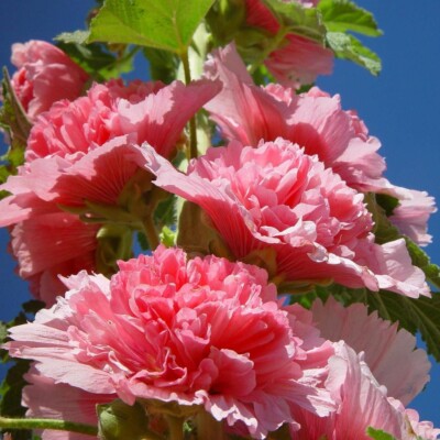 Hollyhocks Chaters Double Rose Pink 'Alcea rosea' Seeds - 20 Flower ...