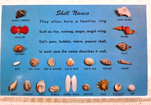 Vintage Shell Names Dexter Press DT 17474 B Ocean Blue Turquoise ...