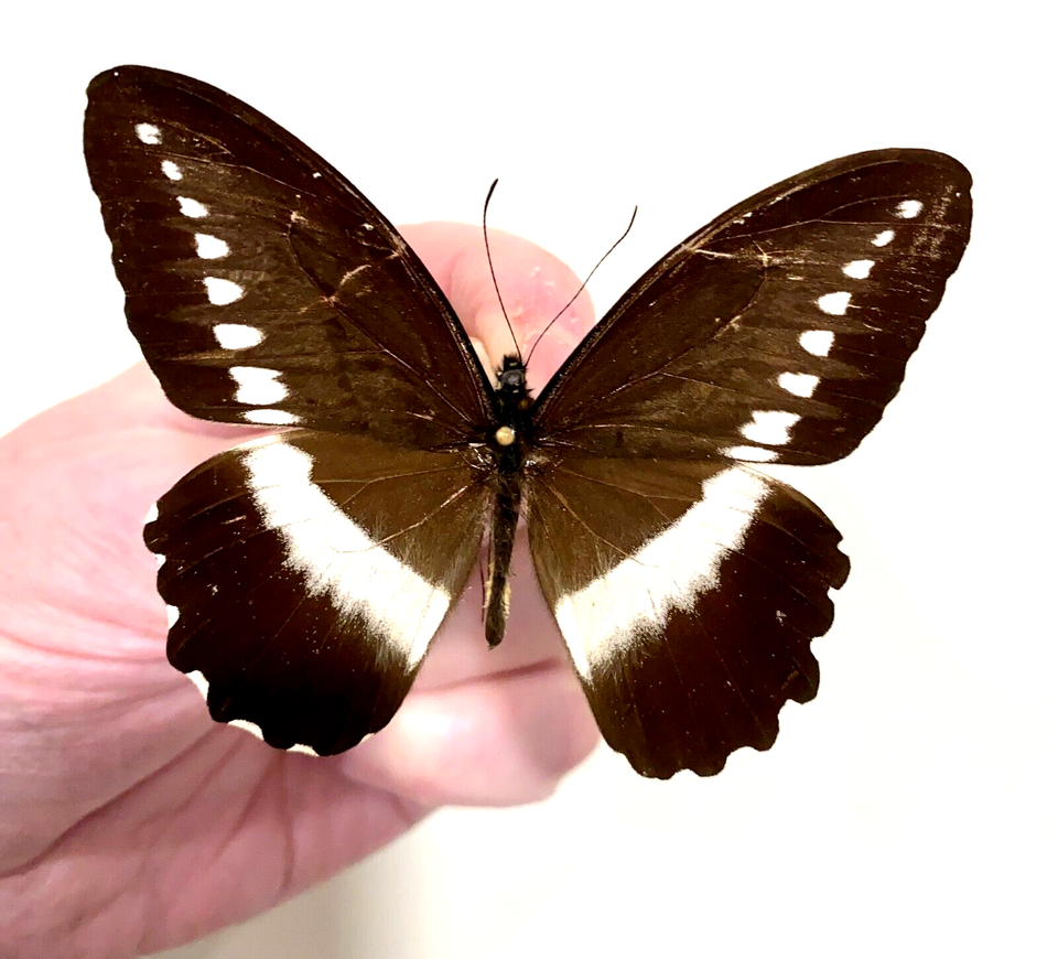 Insect Butterfly Papilionidae Papilio sjoestedi atavus-Very Rare MALE ...