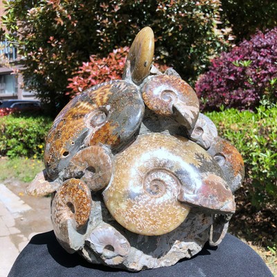 9330g Natural Ammonite Fossil Conch Quartz Crystal Specimen KH1236 | eBay