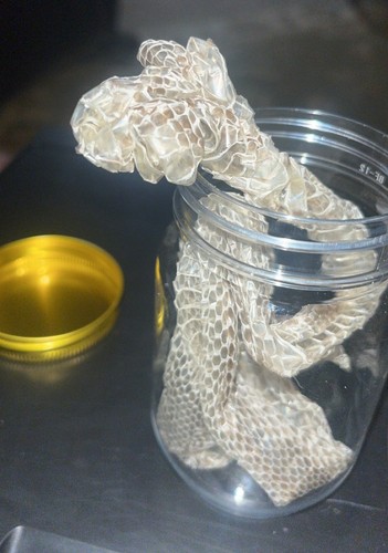snake shed skin in mini jar with face showing taxidermy | eBay