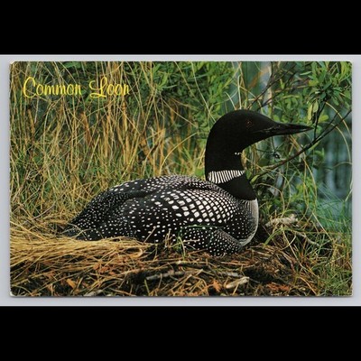 Vintage Postcard Common Loon Lucan Minnesota 1999 Posted Bird Wildlife ...
