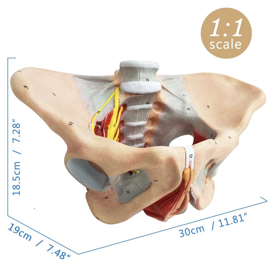 Female Pelvis Model with Pelvic Floor Muscles Perineal Model All in One ...