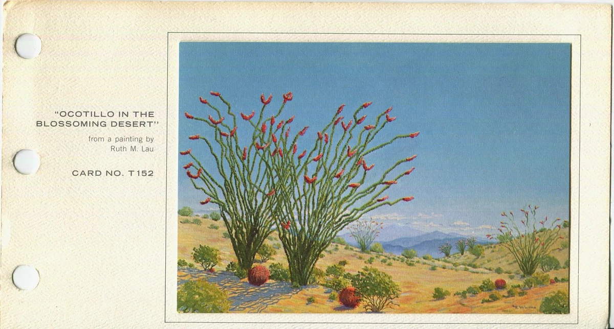 Folk Art Ocotillo