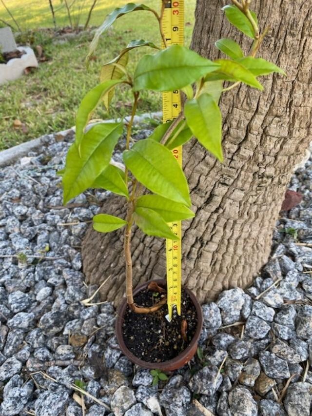 PURPLE STAR APPLE SEEDLING FROM 12 TO 14" TALL (CHRYSOPHYLLUM CAINITO ...