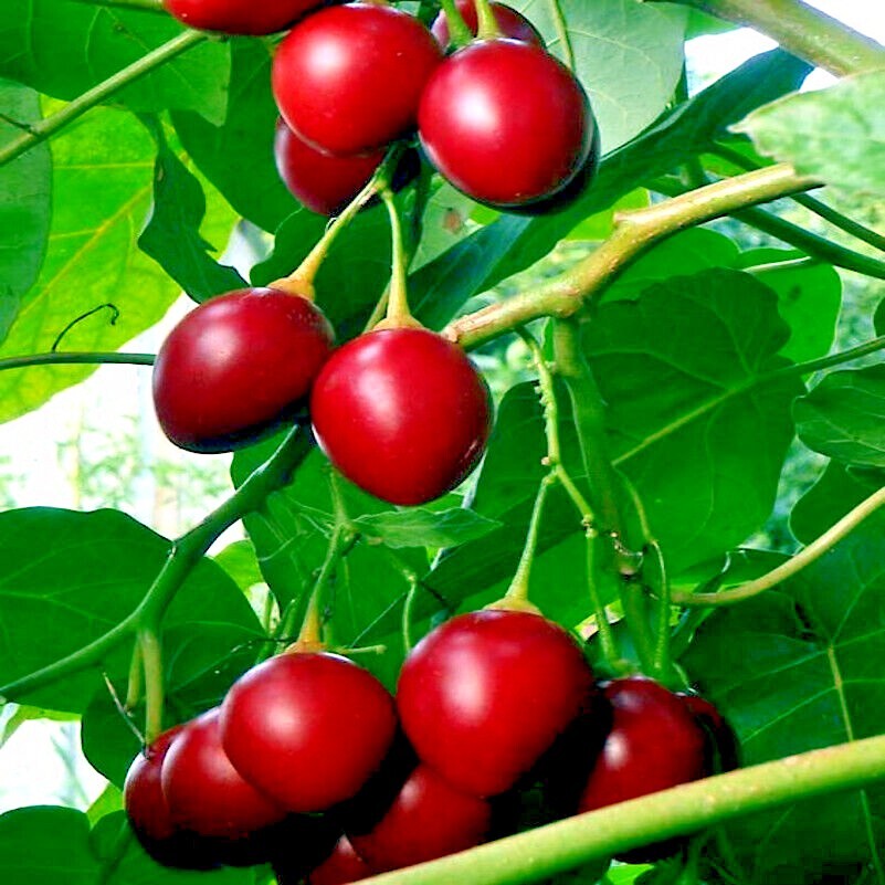 Tamarillo Tree Tomato Seeds Yields 60+lbs of Garden Fruit! Fast Growing ...