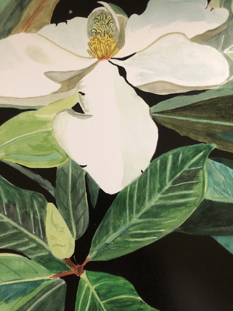 Magnolia Flower Louisiana Louisiana Magnolia State Flower Print