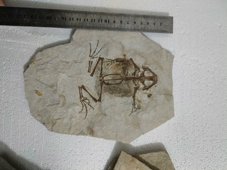 Unique and authentic frog paleontological fossils | eBay