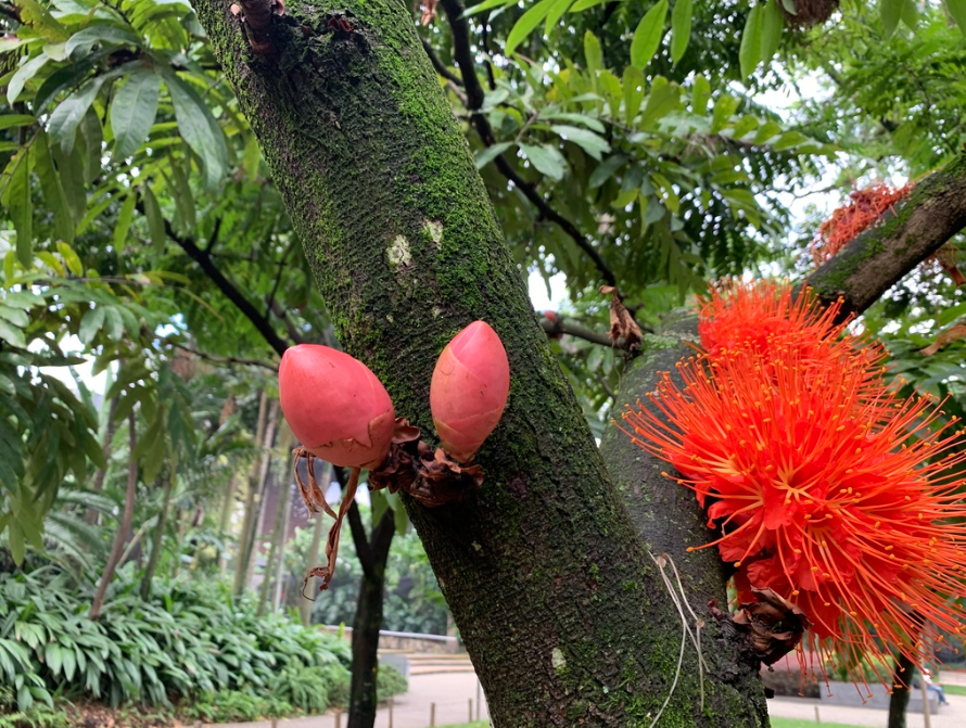 3ft Brownea macrophylla - Rose of Venezuela - Mountain Rose - Panama ...