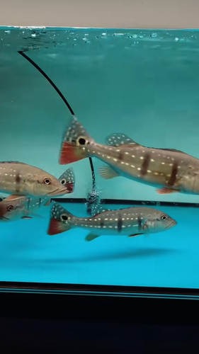 High Quality Peacock Bass Temesis cichlid 3in , other picture, video ...