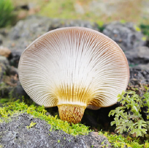 4.8cm Mushroom PVC Toy Vegetable Action Figure Doll Kids Gift | eBay