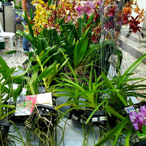 Vanda Pots Orchid Garden Black Plastic Hanging Compatible Mesh Net ...