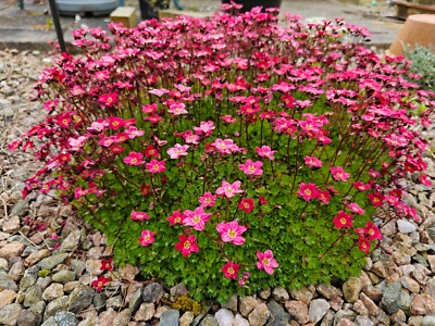 SAXIFRAGE ROSE - Saxifraga arendsii - Rockery Alpine perennial 100 ...