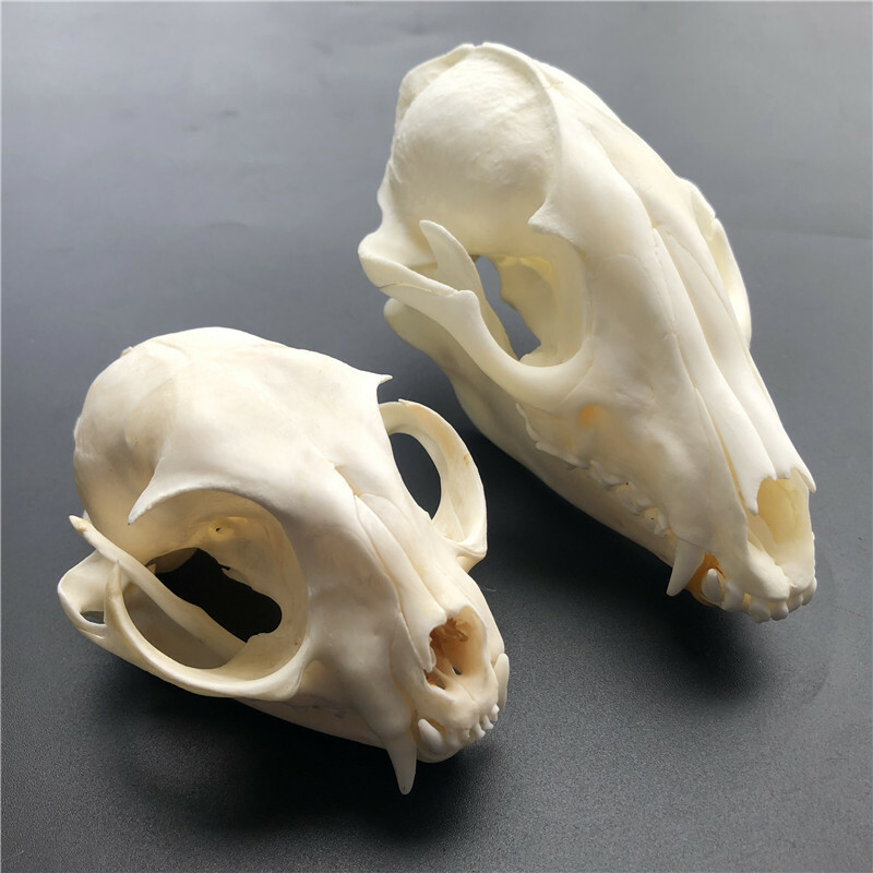 Raccoon Skull Size