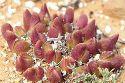 Gibbaeum gibbosum SB640 exotic succulent rare living rocks mesembs seed ...