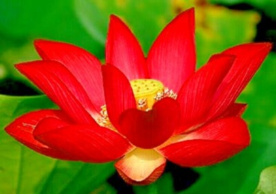 5 FIRE RED LOTUS SEEEDS - Nelumbo Nucifera | eBay