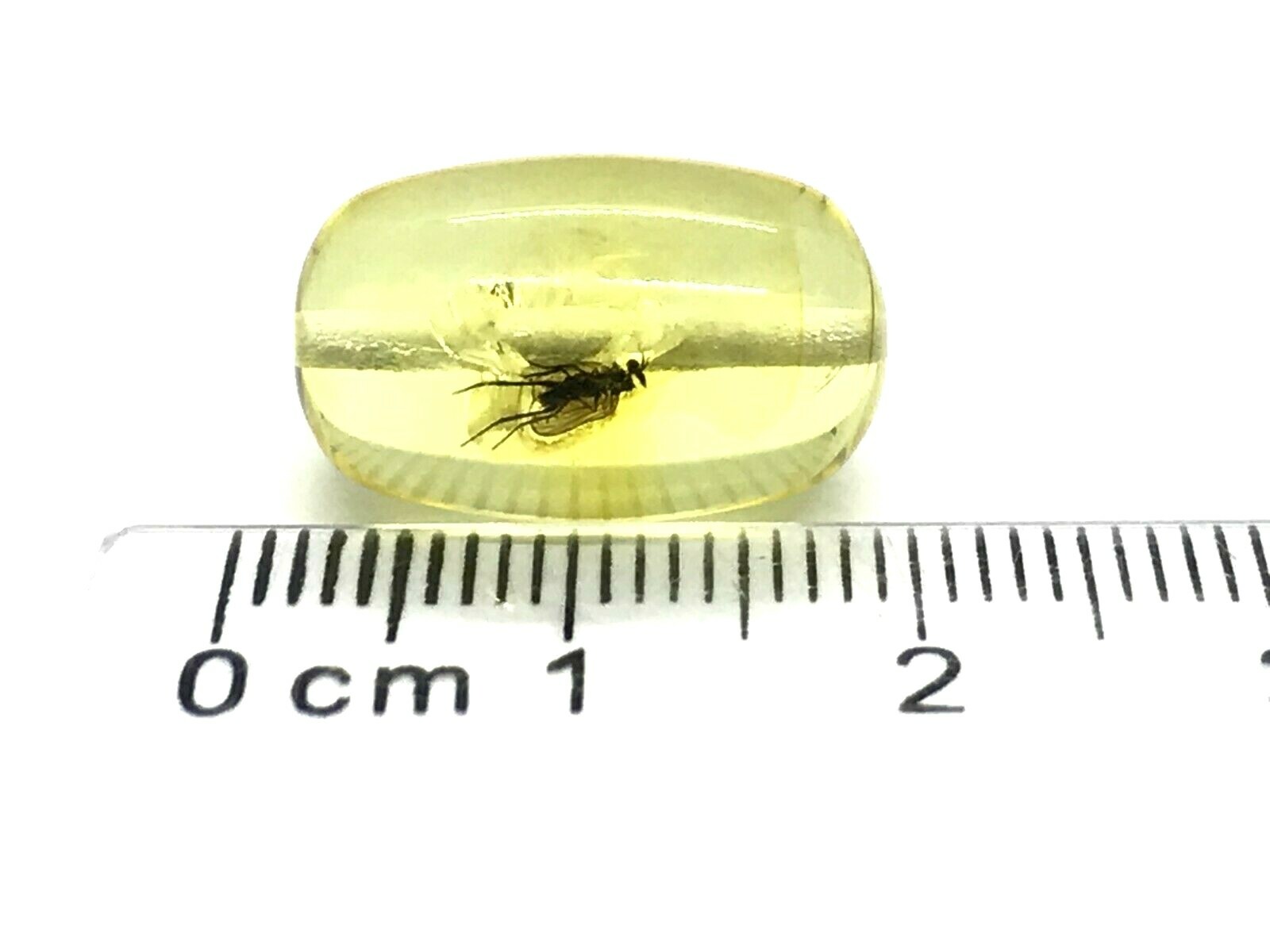 AMBER Insect Gift Barrel Bead DRILLED For Prayer Bracelet Necklace ...