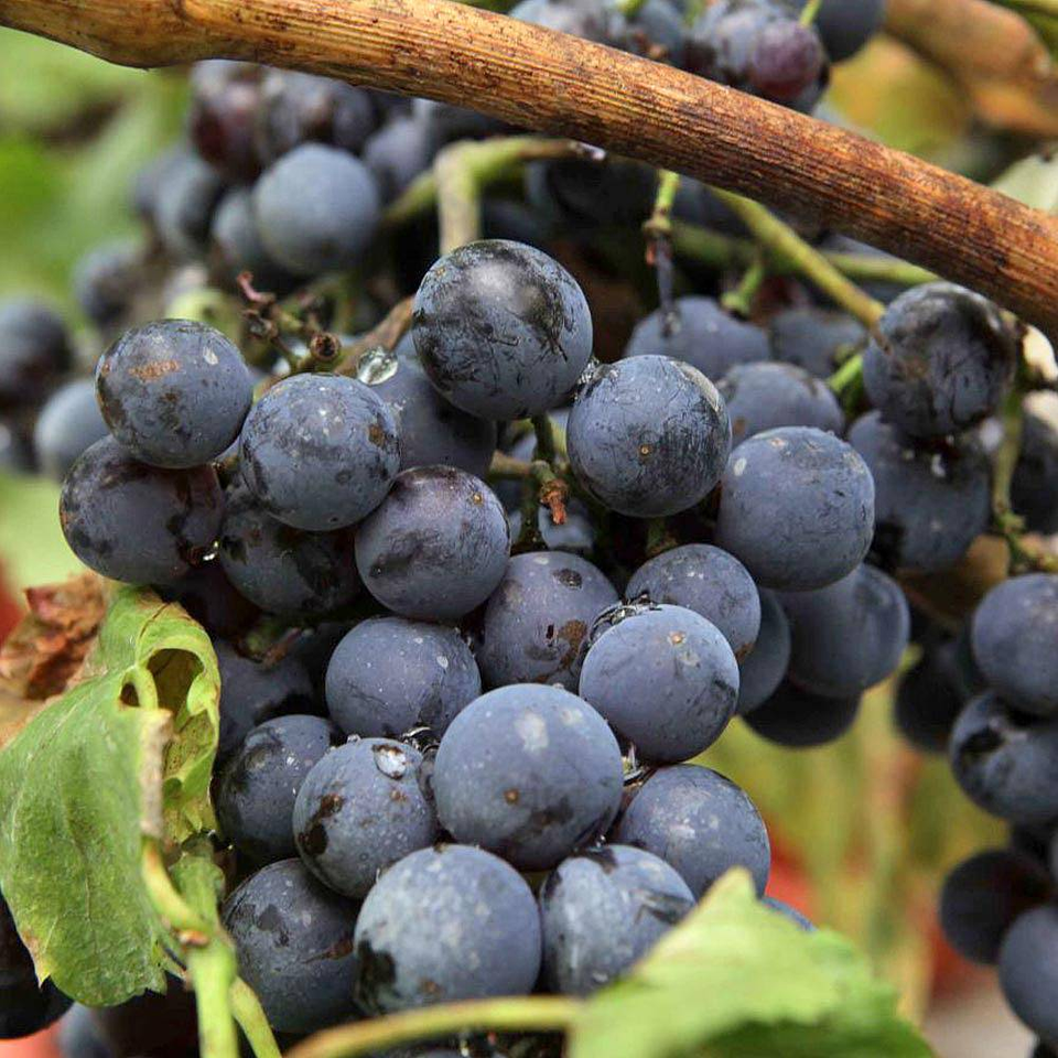 Grape Vine Vitis Deciduous Climbing Live Fruit Plant Hardy Outdoor ...