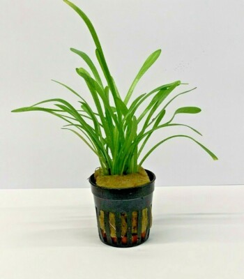 Sagittaria Platyphylla Delta Arrowhead Chilensis Broad Leaf Sagittaria ...