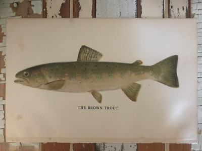 1897 Vintage Denton Fish Print ~ The Brown Trout | eBay