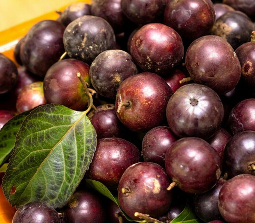 Flacourtia indica, Ramontchi, Governor’s Plum Fruit Tropical Plant - 10 ...