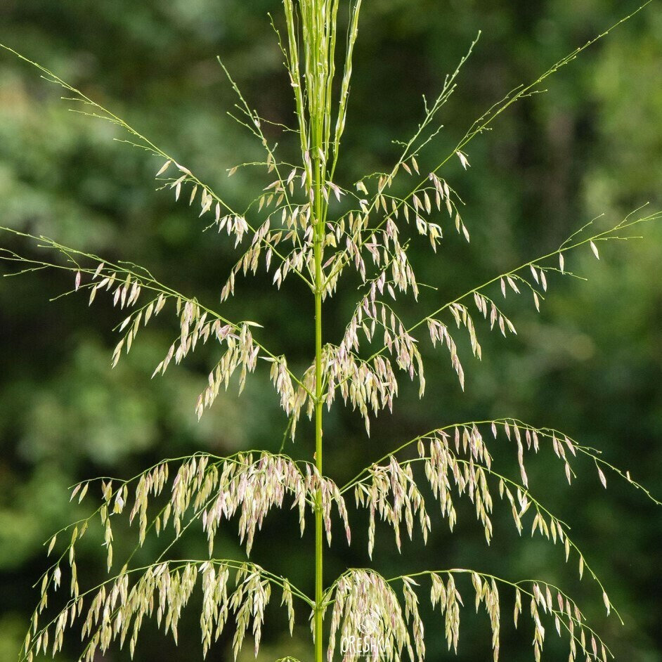 Wild black rice 200 PCS fresh seeds, Zizania aquatica, wild rice seeds ...