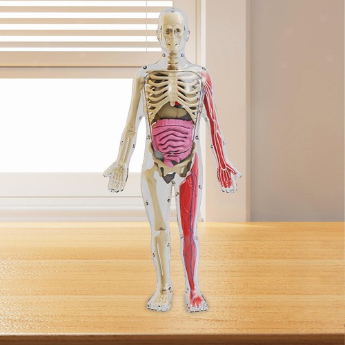 Human Body Kits Toy Body Parts Organs for Kids Child Teacher Supplies ...