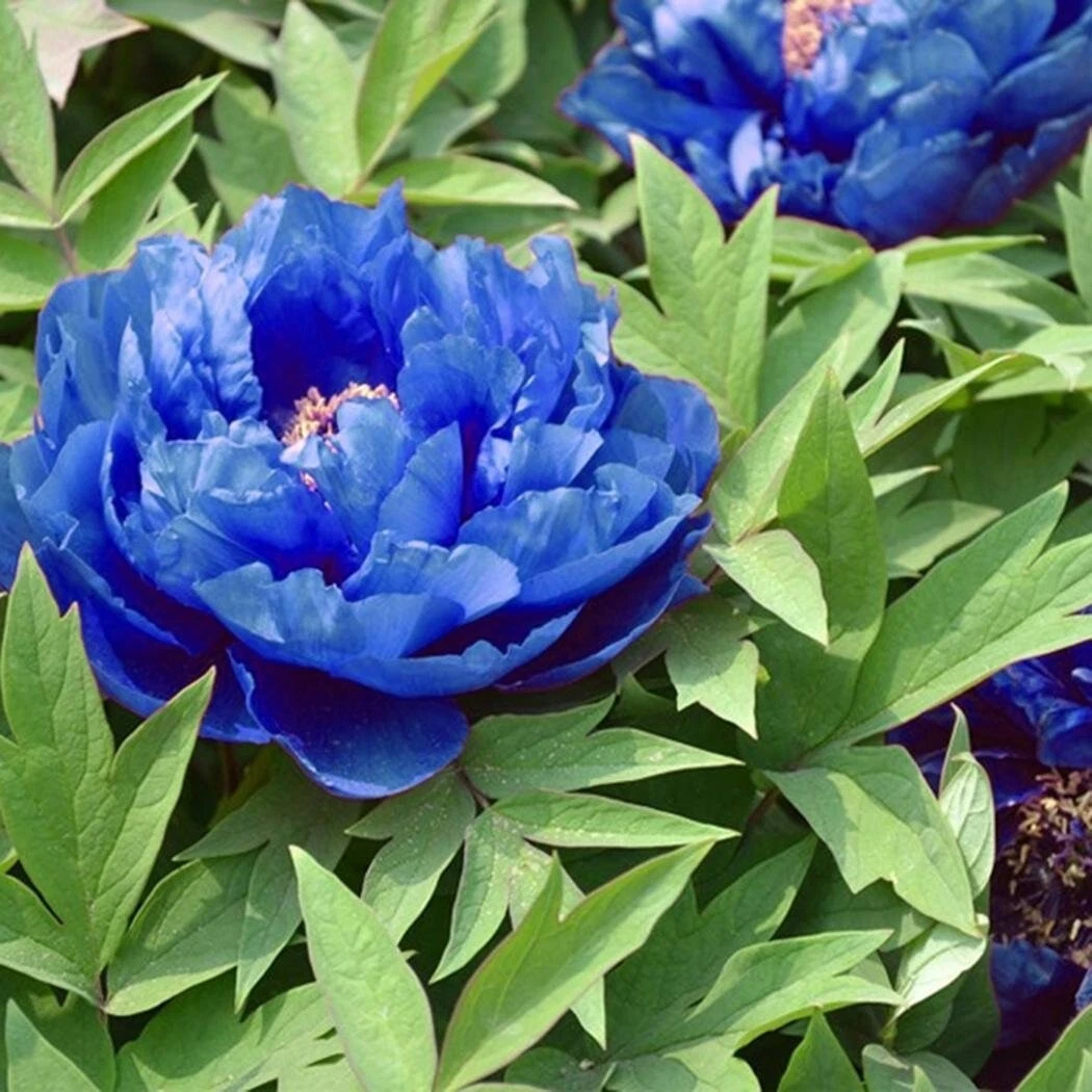 Blue Peonies
