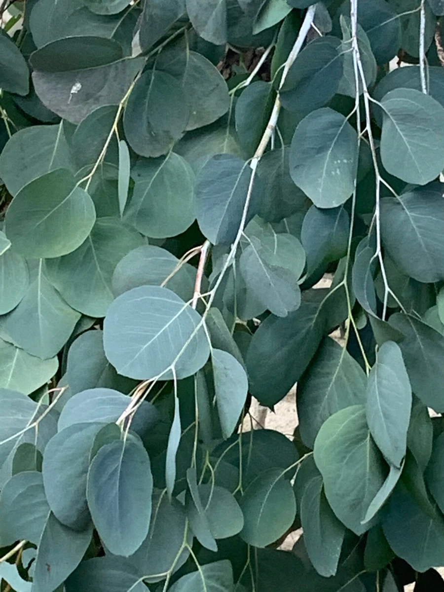 Round Eucalyptus Leaves