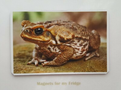 CANE TOAD FRIDGE MAGNET - M712 CCA | eBay