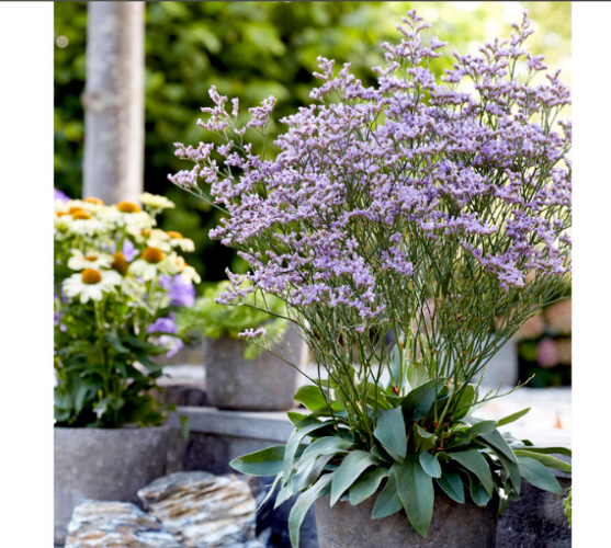 Limonium 'Dazzle Rocks' perennial plant 1 x 13cm pot | eBay