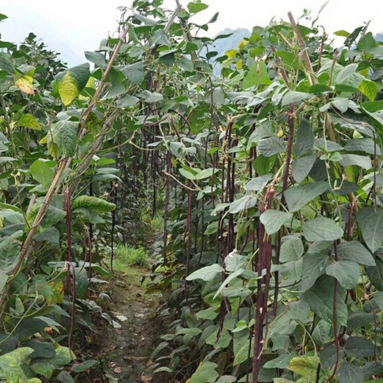 20+ Purple-red Yard Long Bean seeds Asian Chinese Noodle Bean String ...